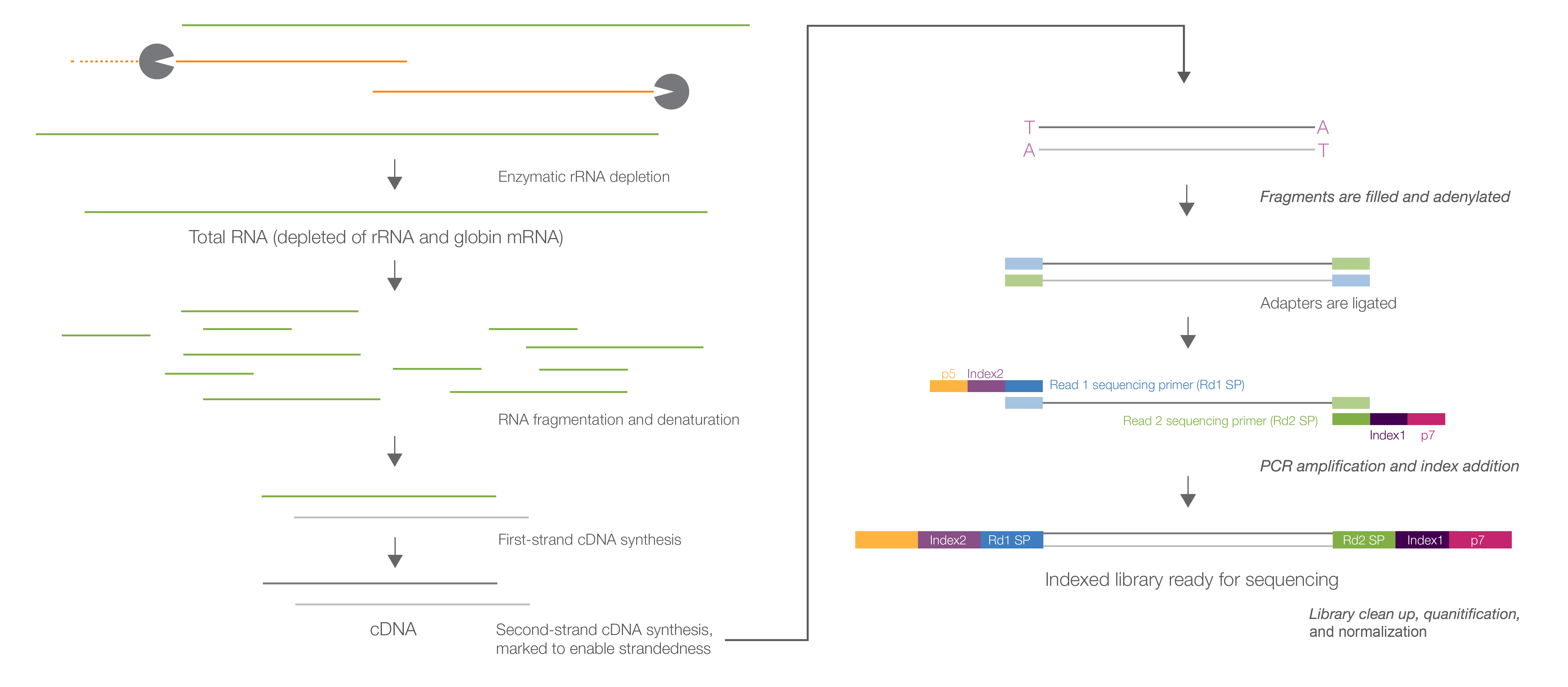 illumina Stranded Total RNA Prep with Ribo-Zero Plus|均泰生物科技股份有限公司